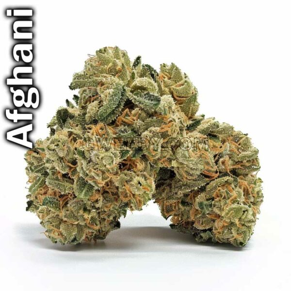afghani thc 15 20 % cbd 0 0 . 2 % genetic pure indica lineage landrace ...